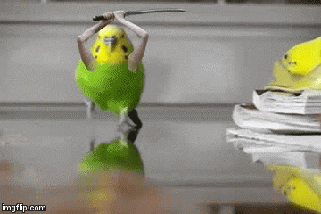 Samurai Parakeet - Imgflip