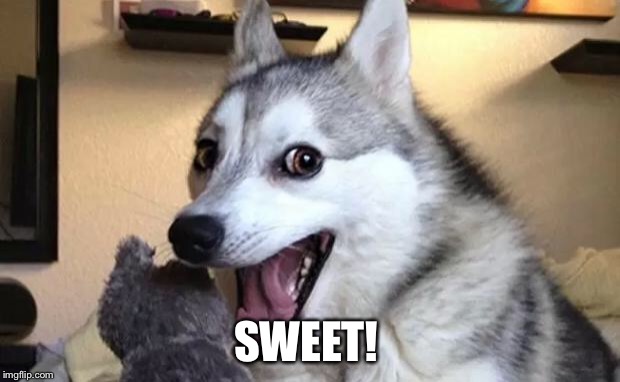 Pun dog - husky - Imgflip