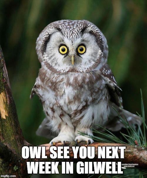 Owl - Imgflip