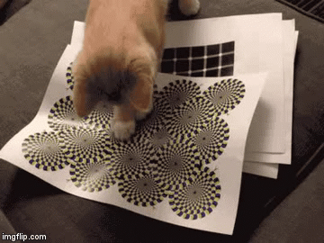 I guess even cats get fooled by this illusion - Imgflip