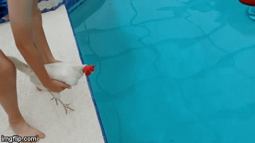 CHICKEN CAN FLOAT !!!_brought you by CHICKEN WEEK!! - Imgflip