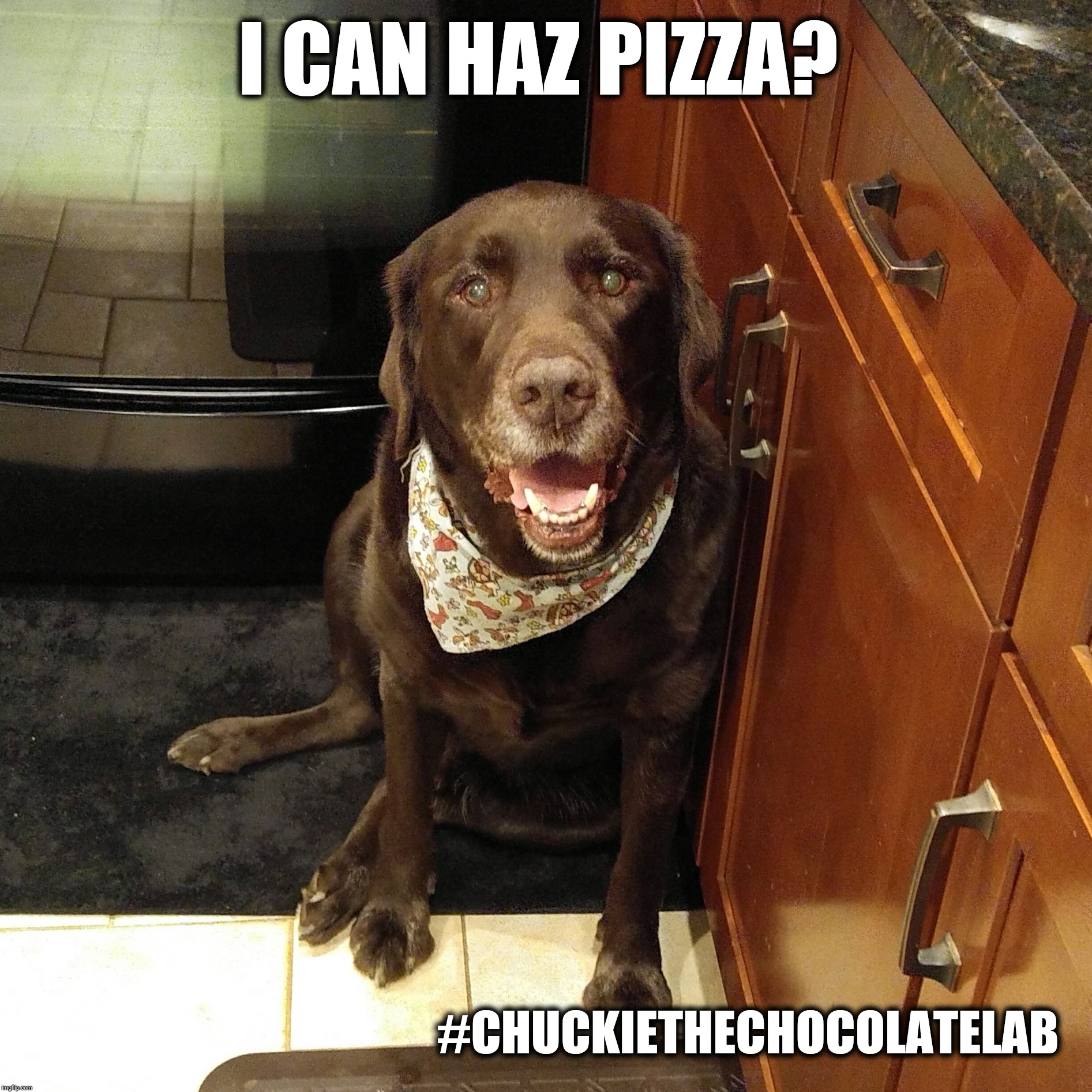 Image tagged in chuckie the chocolate lab teamchuckie - Imgflip