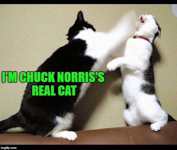 The Most Superior Cat In The World - Imgflip