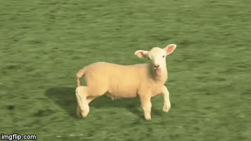 GOATS!!!!!! - Imgflip