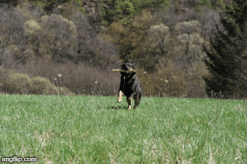 spring run - Imgflip