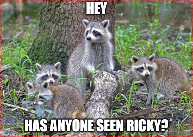 Image tagged in undercover racoon - Imgflip