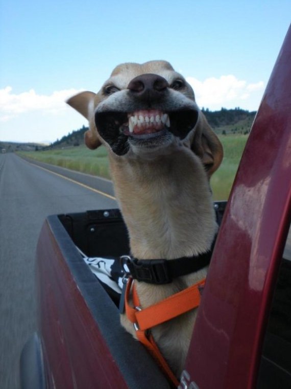 Smiling Dog Blank Template Imgflip