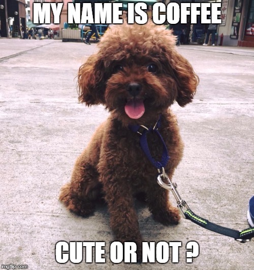 Image tagged in pet focus dog training hk - Imgflip