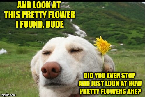 Happy 420 Everyone!!! I wish I had enough for everyone!!! - Imgflip