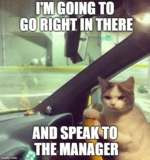 Driving cat - Imgflip
