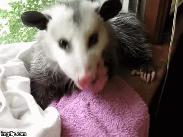 Possum Eating A Strawberry - Imgflip