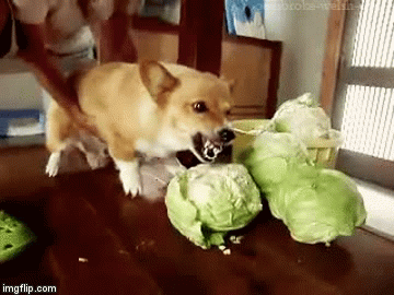 my dog likes lettuce. Dog week May 1st to May 8th a Landon_the_memer ...