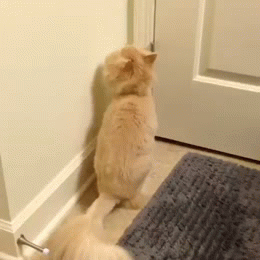 Image tagged in gifs,cute,cats - Imgflip