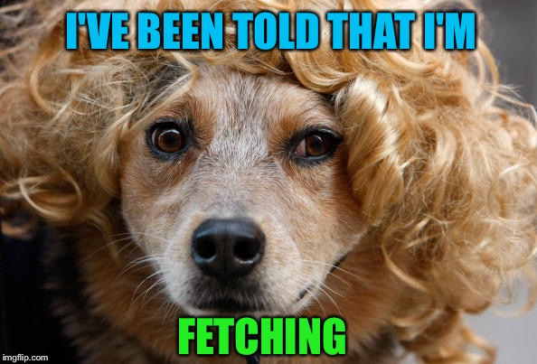 Here boy! Fetch thus pun for Dog Week - Imgflip