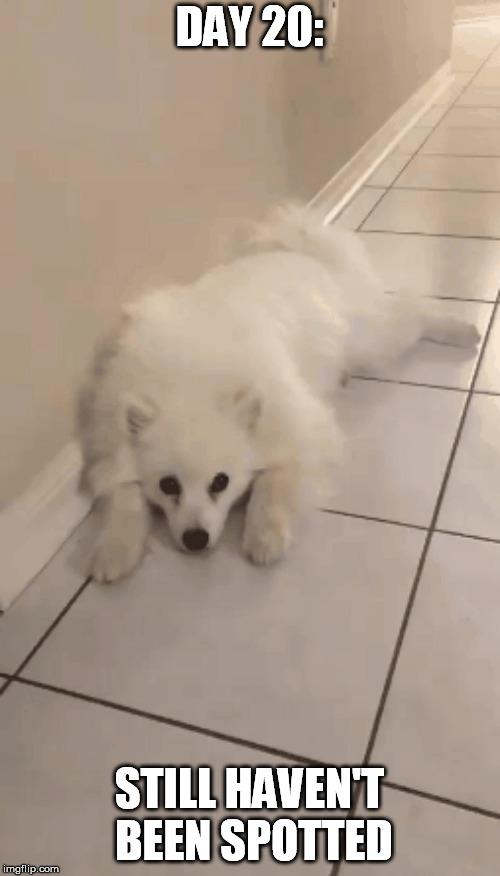 Deadpan Cat does Steven Wright. - Imgflip