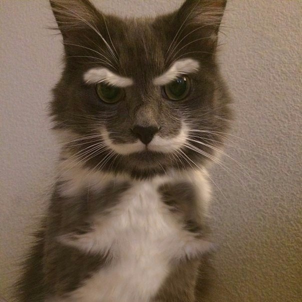 Monopoly Cat Memes Imgflip