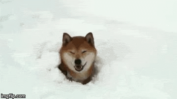 Doge Finds a Ball in the Snow - Imgflip