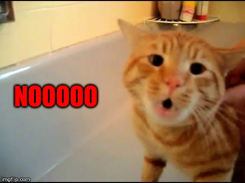 Cat Weekend, May 11-13. For all you cat lovers out there. An unusual ...