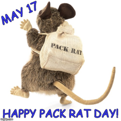 Pack Rat Memes It's World Rat Day And These Memes Will Totally Change