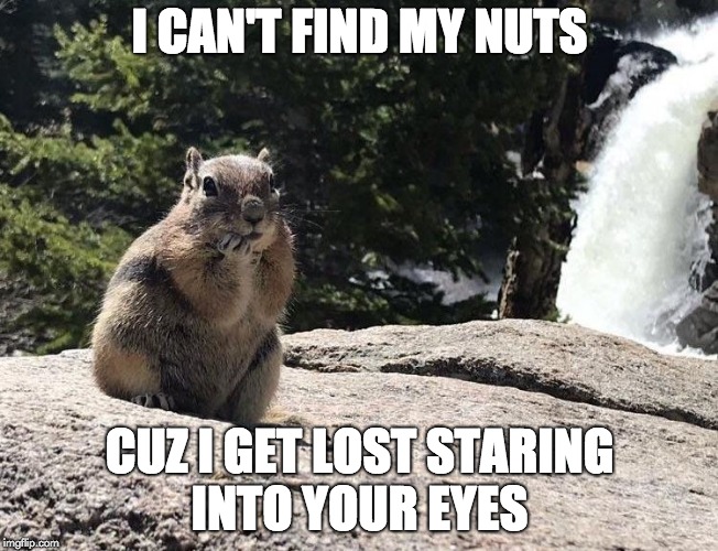 Image tagged in considerate squirrel - Imgflip