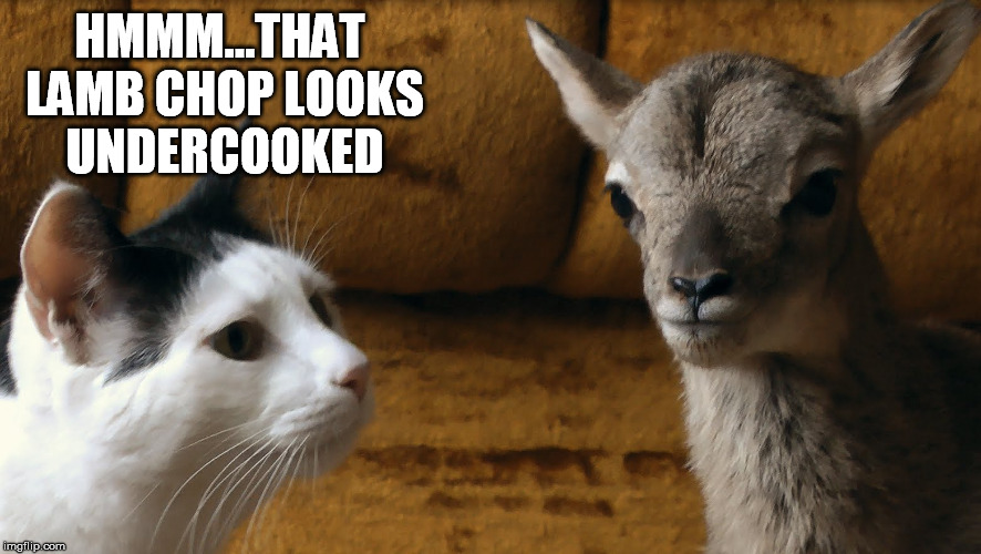 It followed her to school one day. - Imgflip