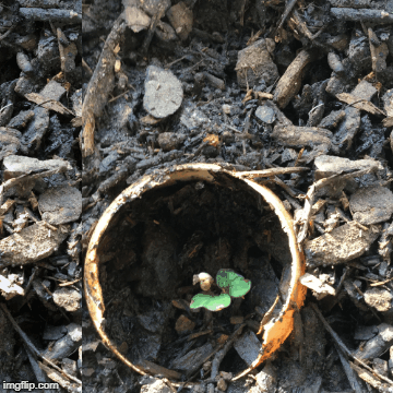 Animated GIF - Imgflip