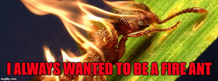 Fire Ants Memes