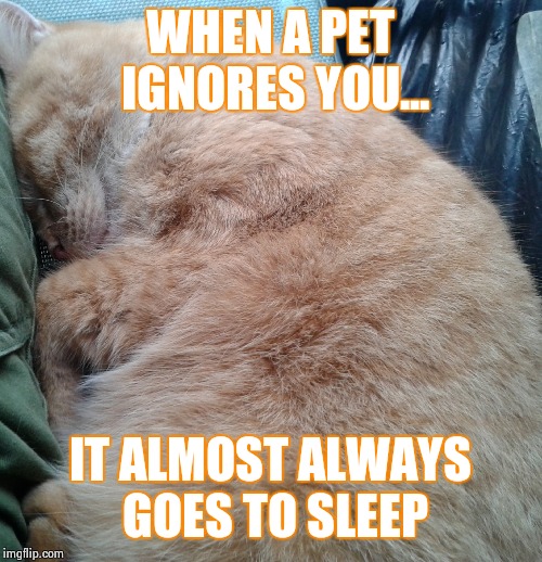 Pet meme - Imgflip