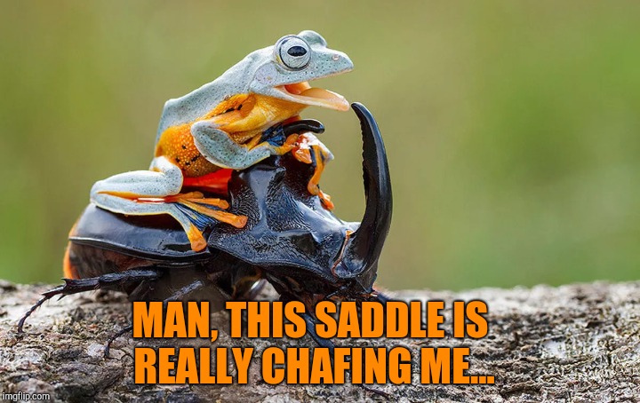 Thanks to everyone for participating in Frog Week! ~Much love from ...