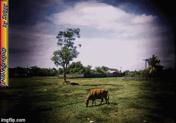 cow abductions. Alien week - Imgflip