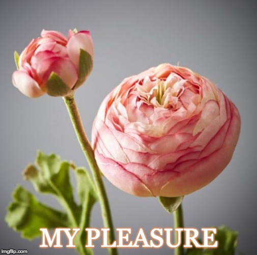 My Pleasure, Floral - Imgflip