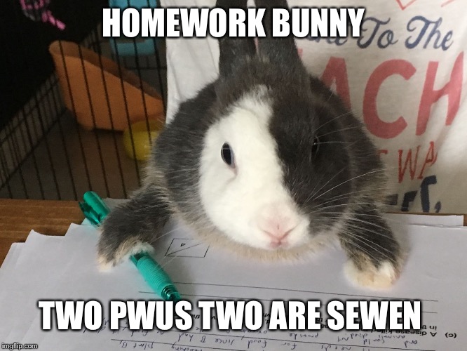 Image tagged in homework rabbit - Imgflip