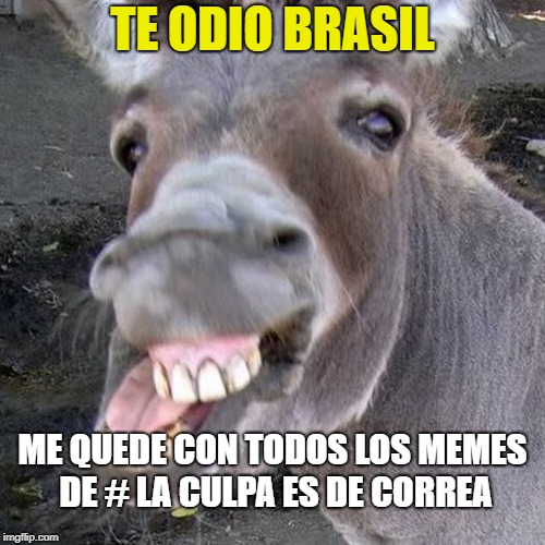 Memes Para Burros