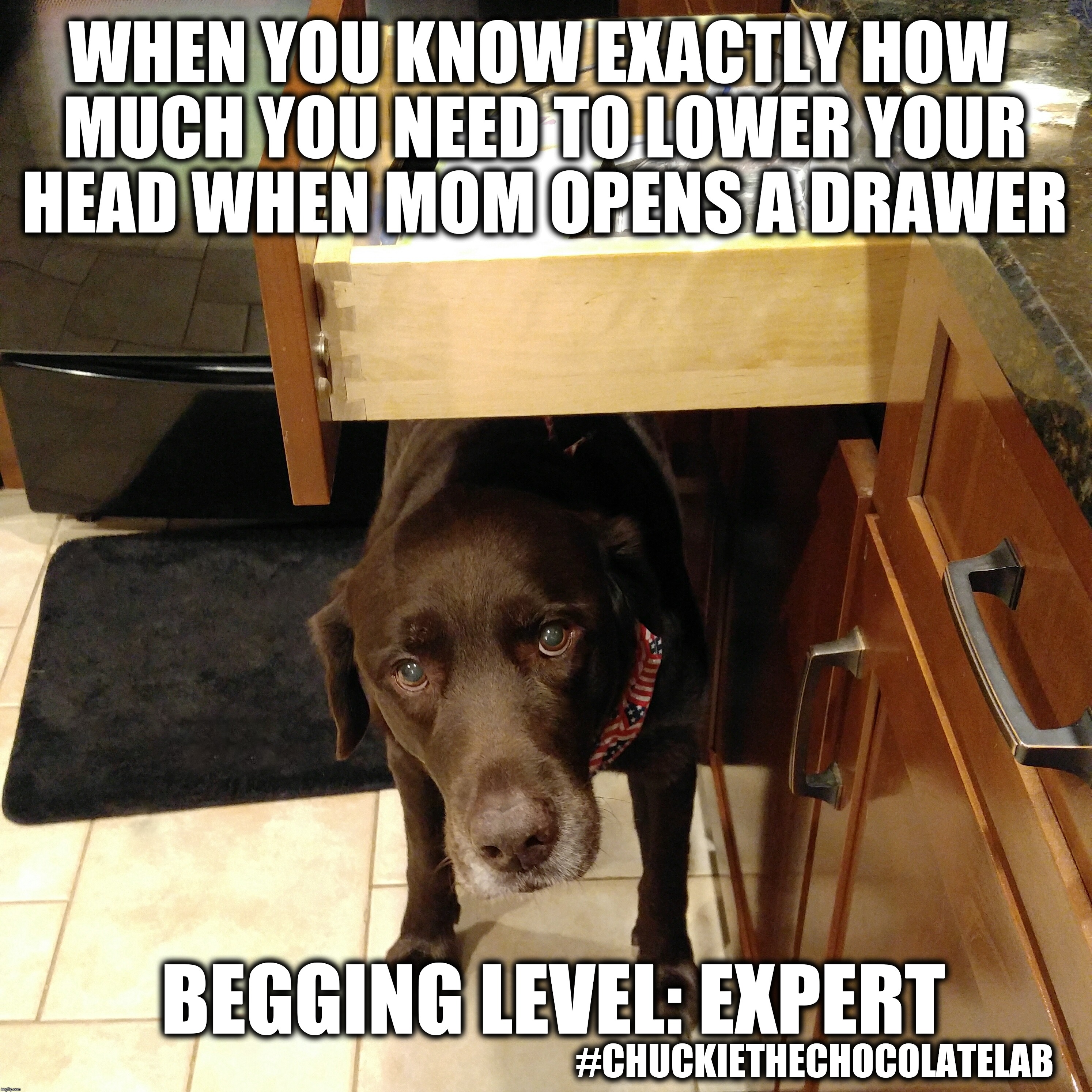 Begging Level Expert Imgflip