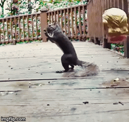 Ingenious Squirrel Feeder 1 - Imgflip