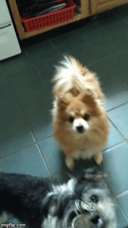 Flying Elderly Pomeranian - Imgflip