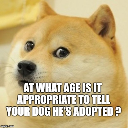 Doge Meme Imgflip