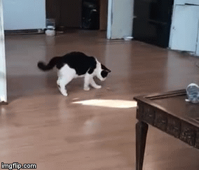 Somersault Cat - Imgflip