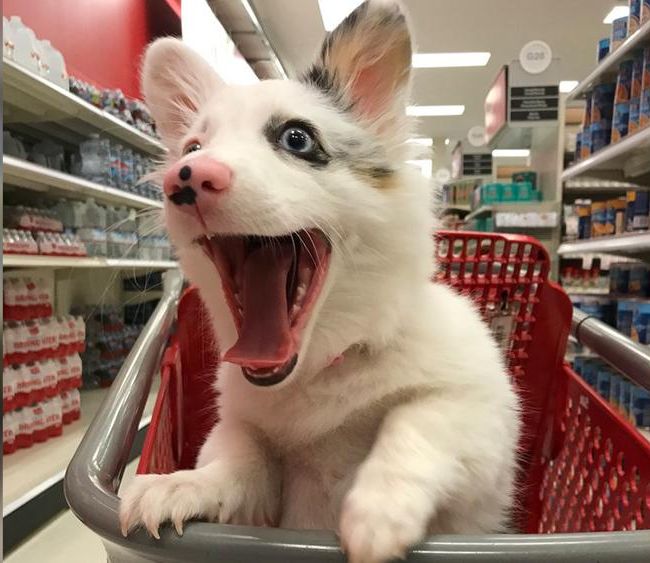 EXCITED DOG Blank Template Imgflip