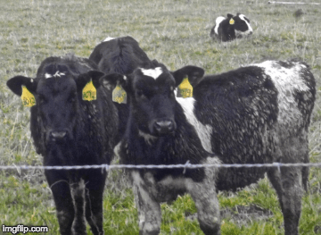 flashing cows Memes & GIFs - Imgflip