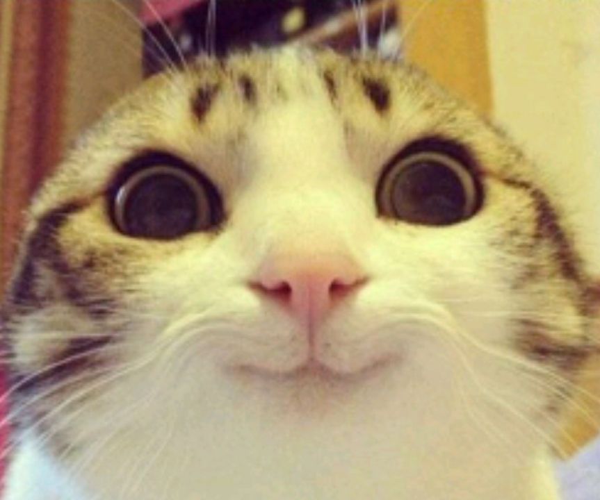 Cat Meme Templates