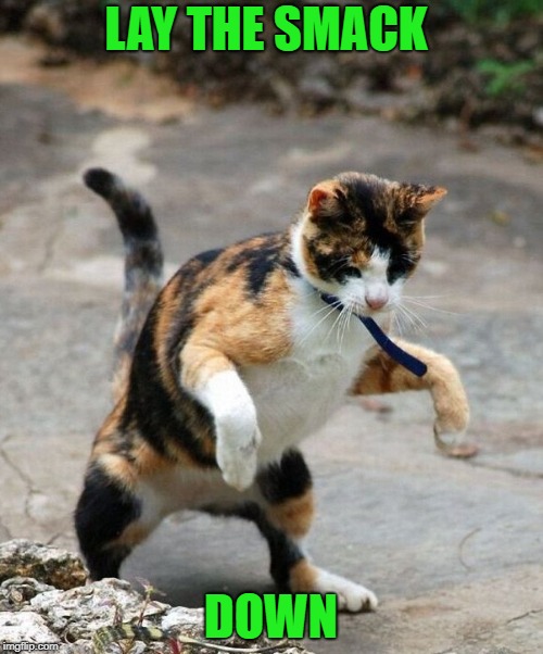 Kitty Love - Imgflip