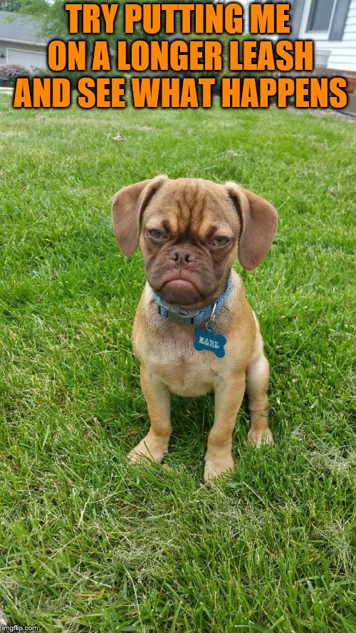 Hold me back Bro!!! - Imgflip