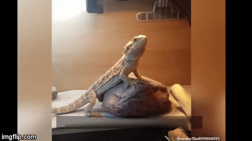 Rango live action film coming soon - Imgflip