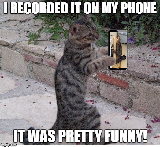 Over Dramatic Cat - Imgflip