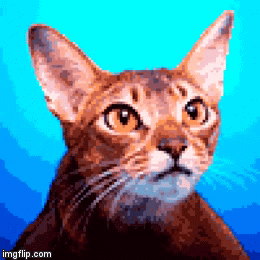 Cat Timelapse - Imgflip