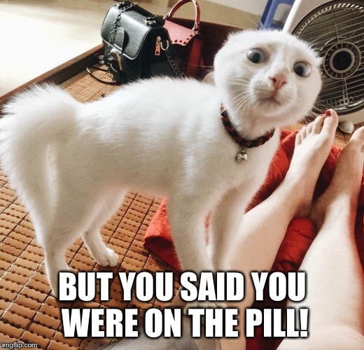 Image tagged in reaction cat - Imgflip