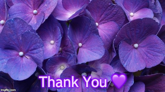 Image tagged in ty hydrangea - Imgflip