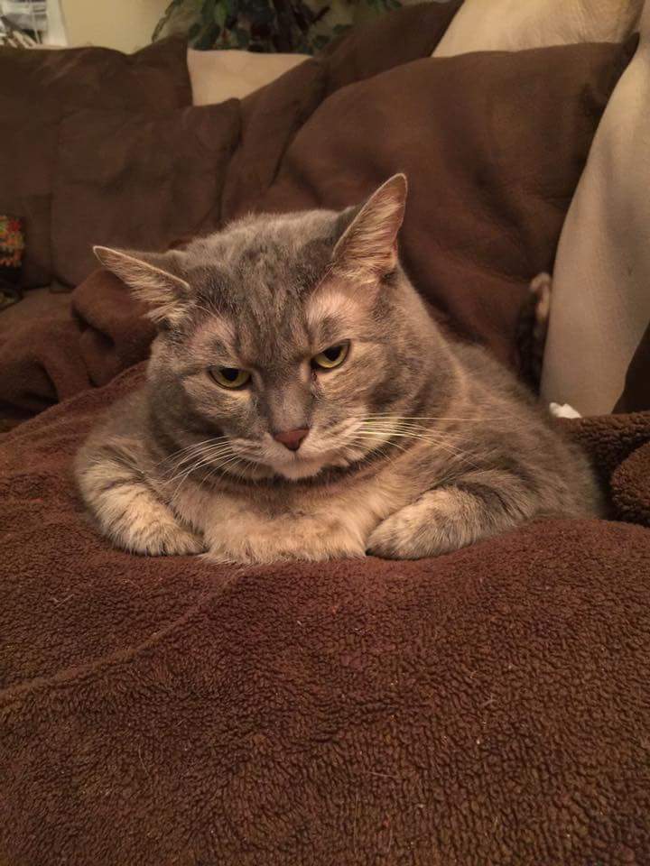 Fat Cat Mad Blank Template Imgflip