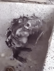 Rat Bath-tard - Imgflip